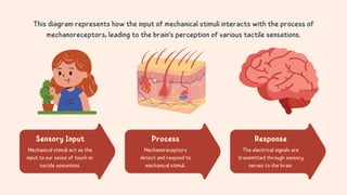 biology for engineers Sensory Receptors .pdf