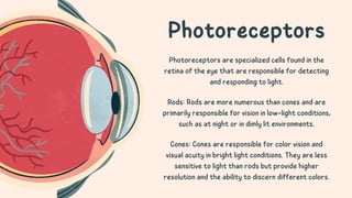 biology for engineers Sensory Receptors .pdf