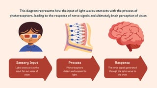 biology for engineers Sensory Receptors .pdf