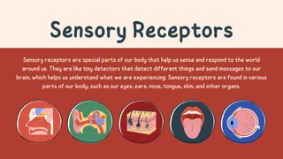 biology for engineers Sensory Receptors .pdf