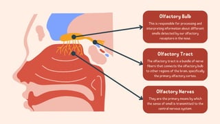 biology for engineers Sensory Receptors .pdf