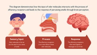 biology for engineers Sensory Receptors .pdf