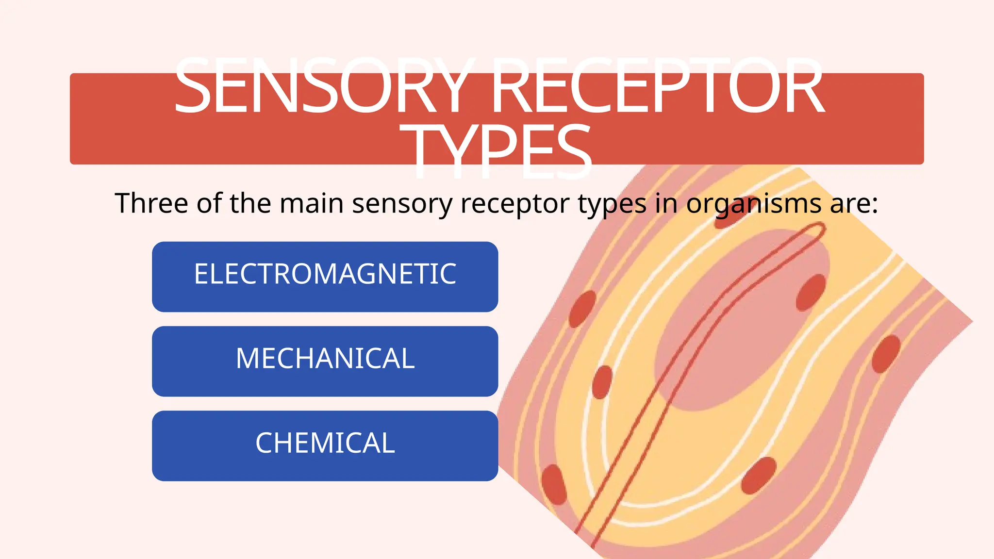 Powerpoint presentation SENSORY RECEPTORS.pptx