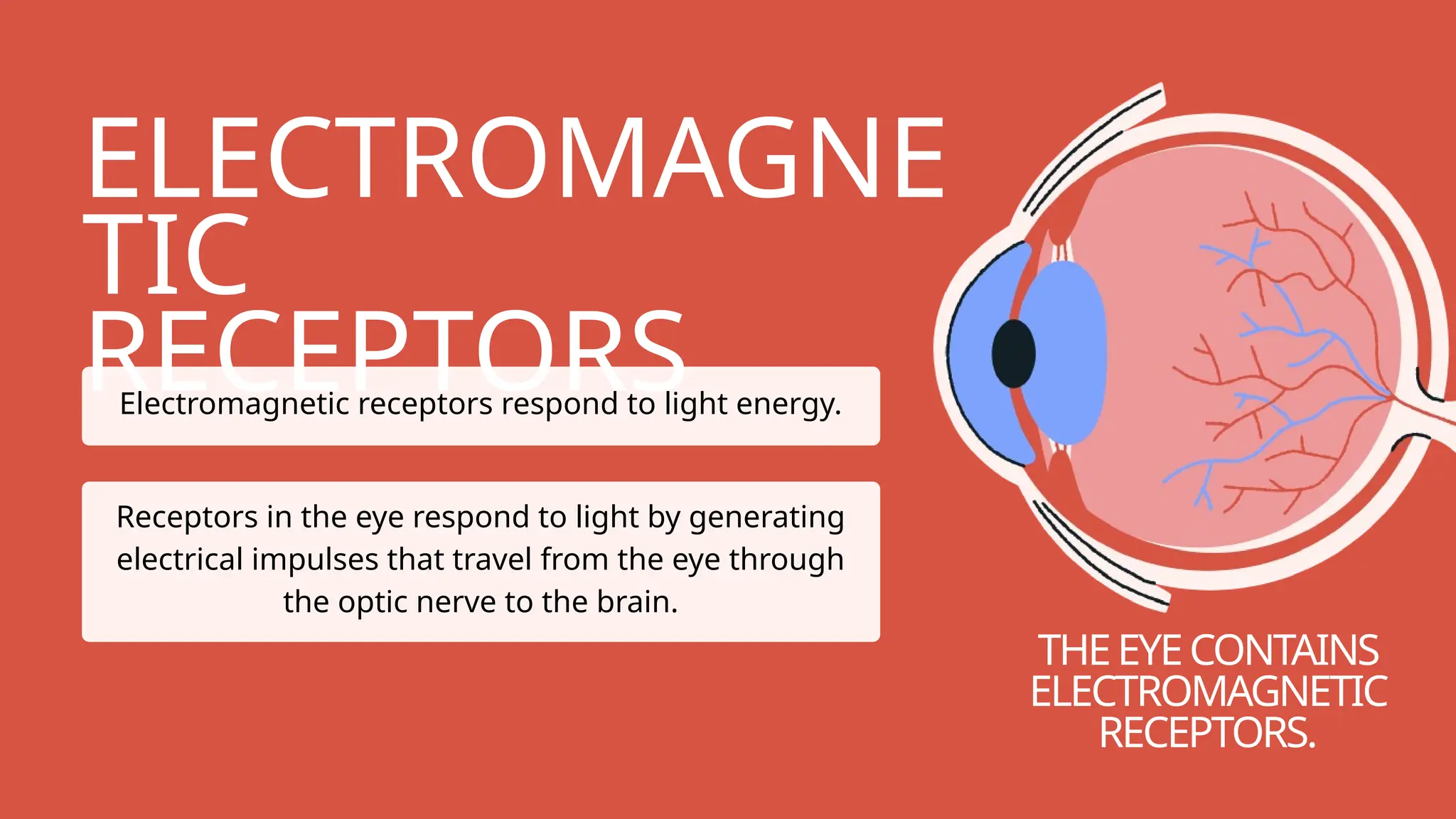 Powerpoint presentation SENSORY RECEPTORS.pptx