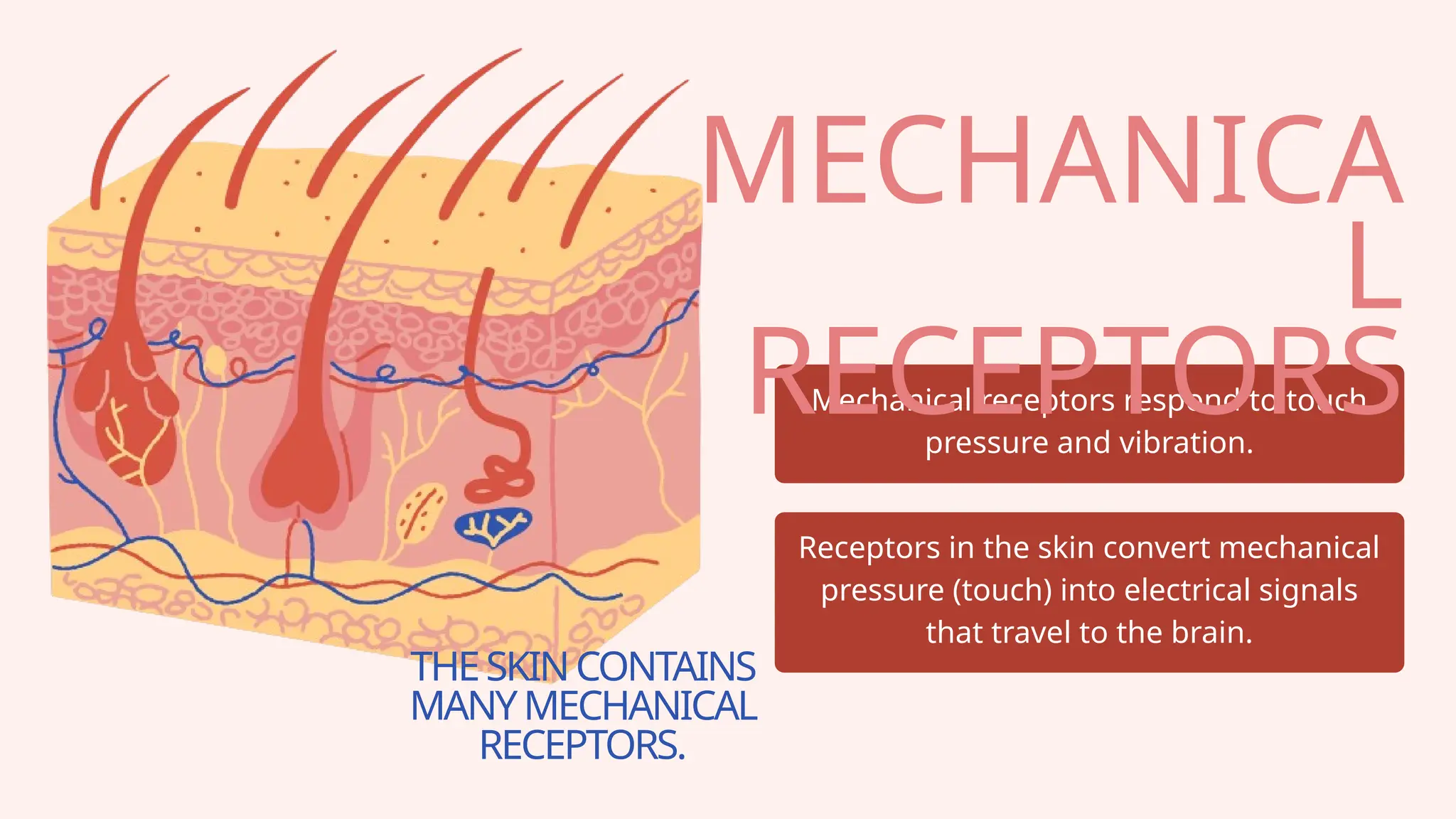 Powerpoint presentation SENSORY RECEPTORS.pptx