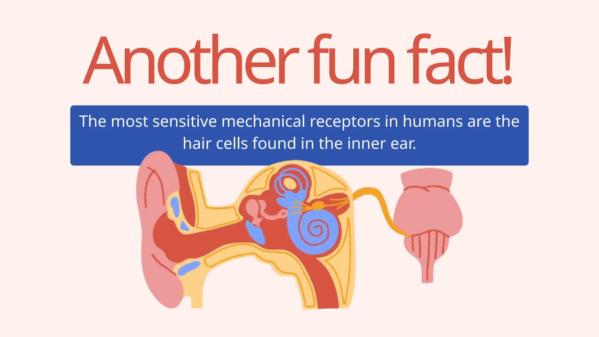 Powerpoint presentation SENSORY RECEPTORS.pptx