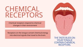 Powerpoint presentation SENSORY RECEPTORS.pptx