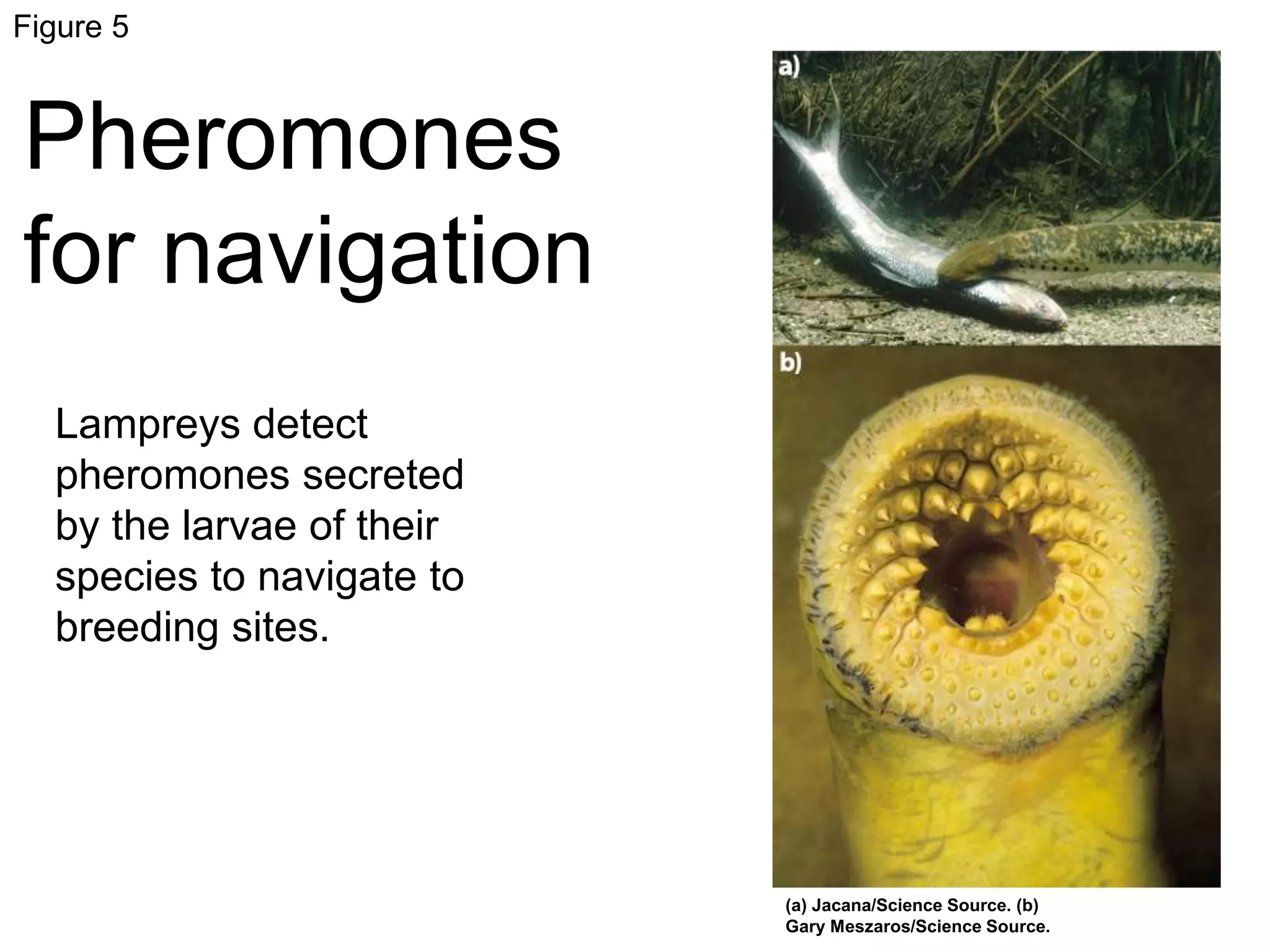 Sensory receptors animal systems | PPTX