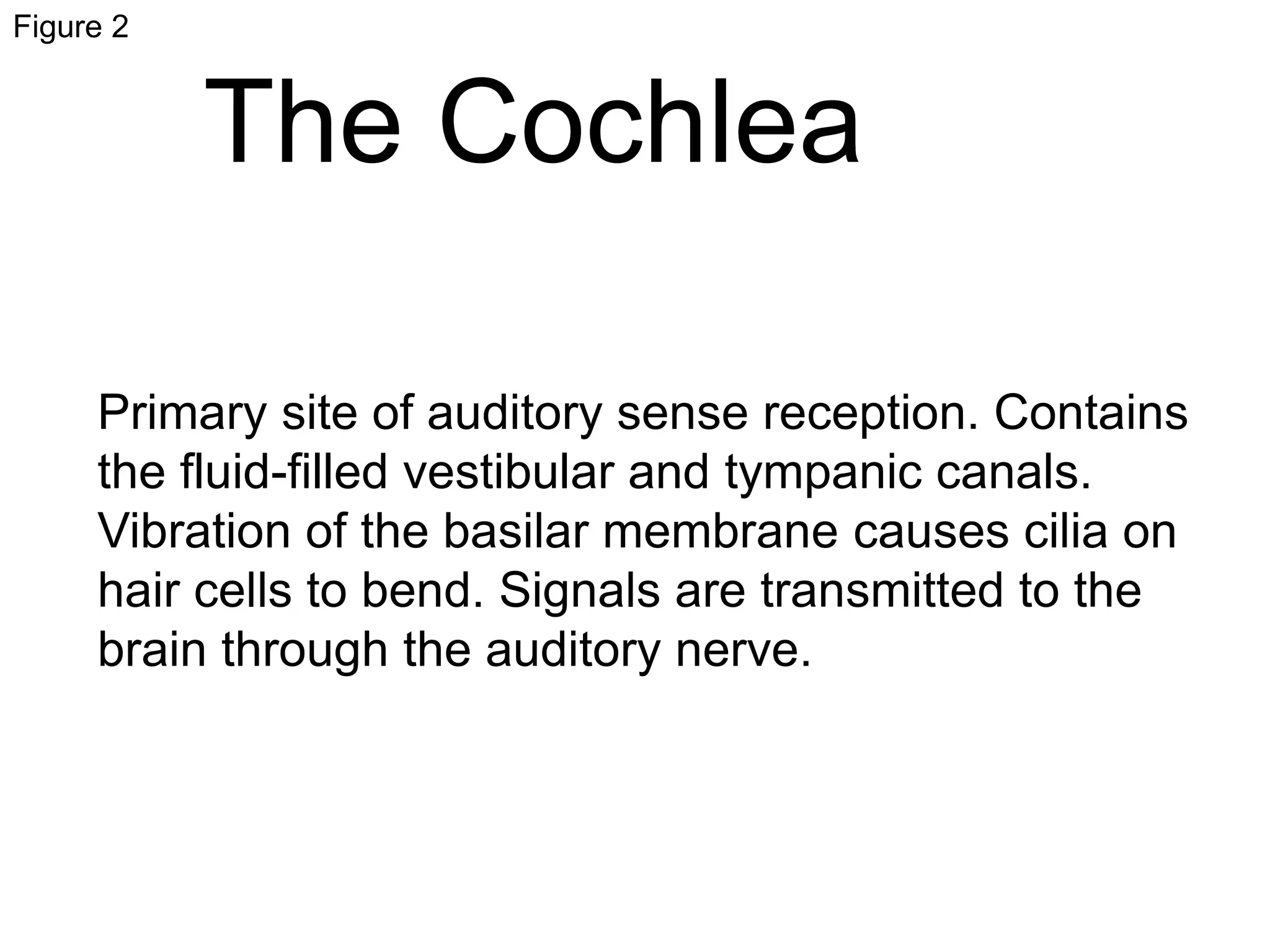Sensory receptors animal systems | PPTX