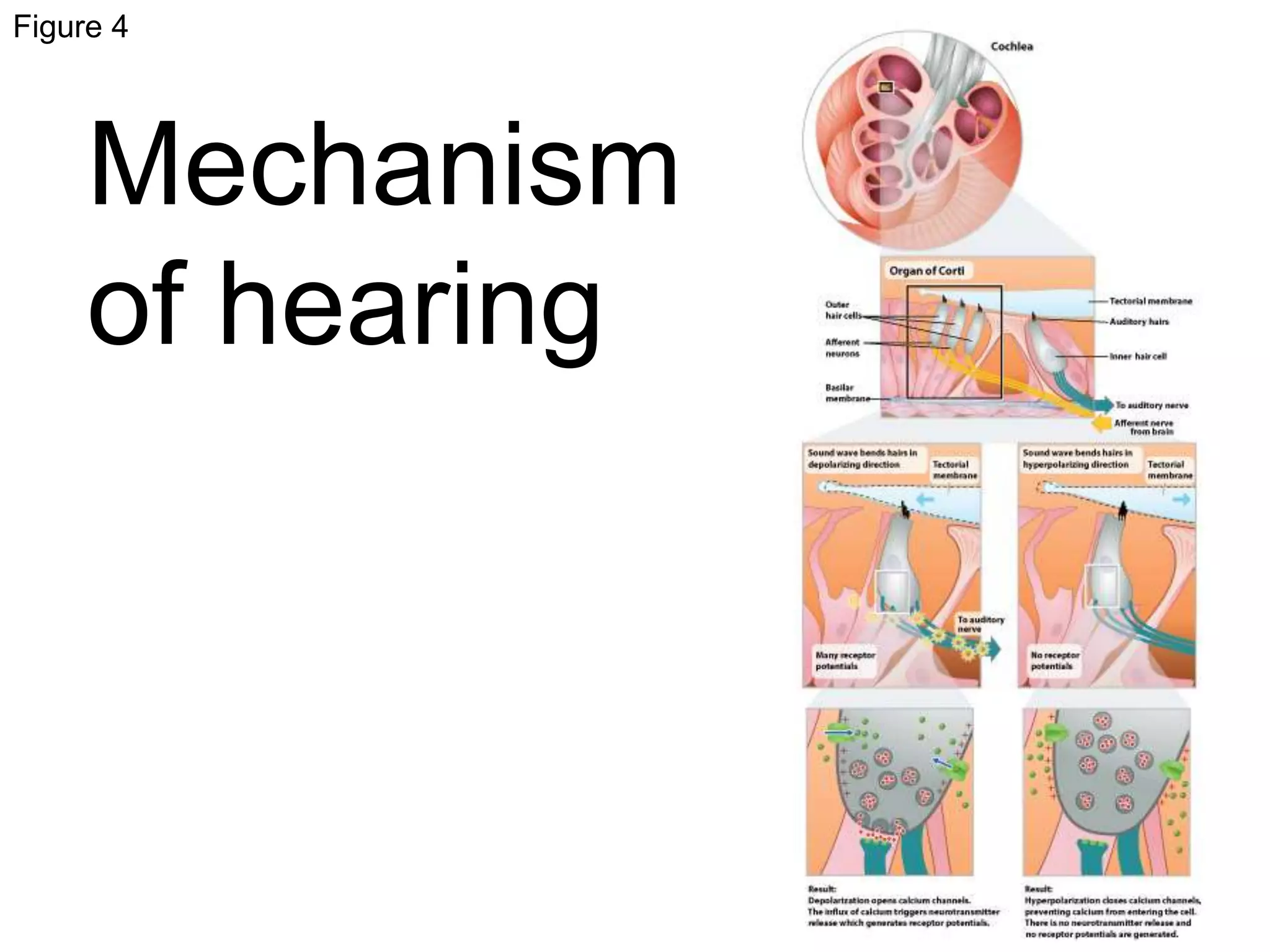 Sensory receptors animal systems | PPTX