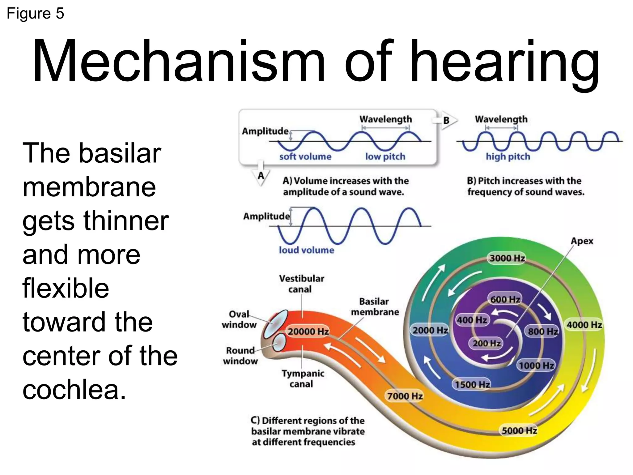 Sensory receptors animal systems | PPTX