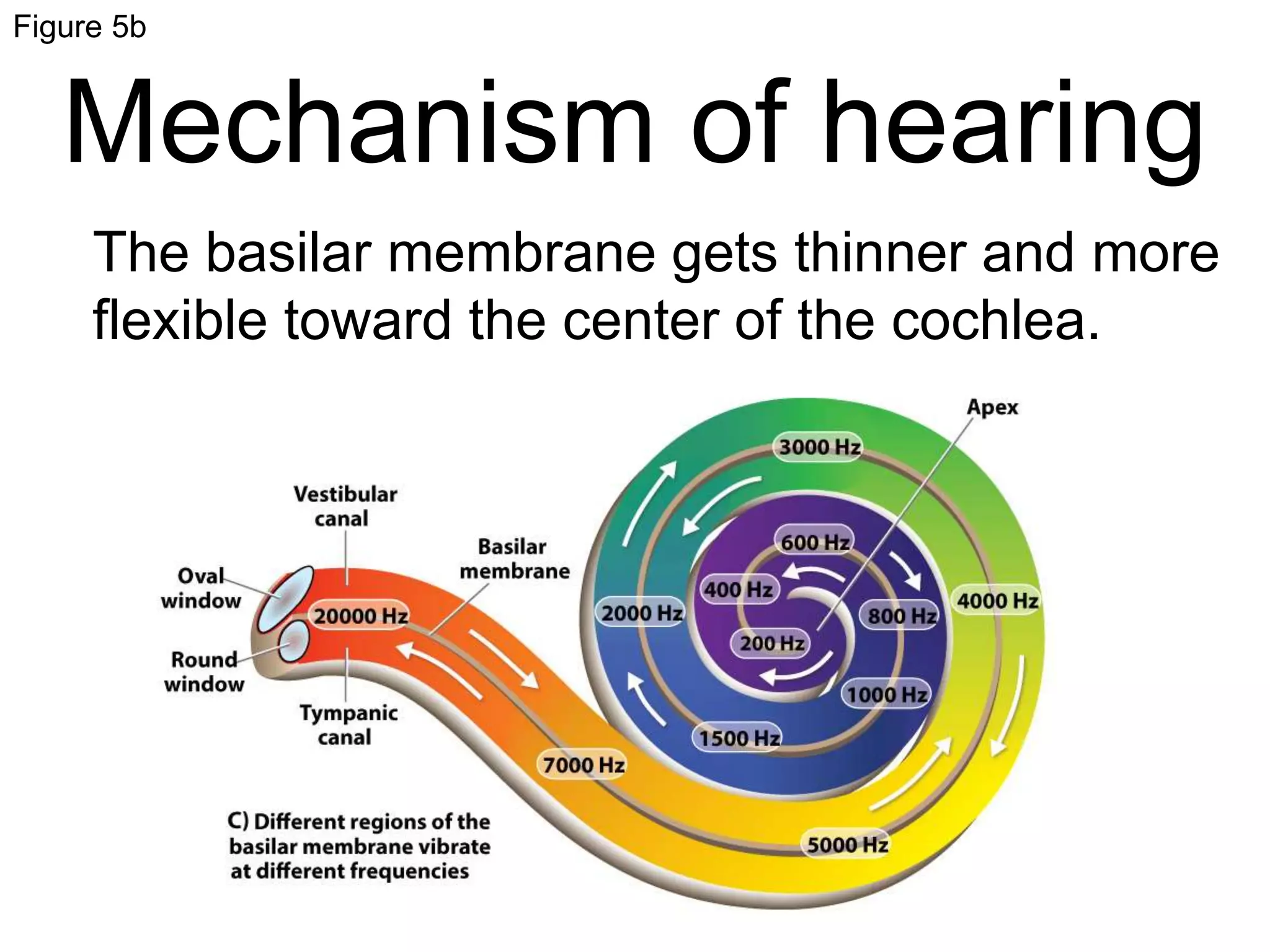 Sensory receptors animal systems | PPTX