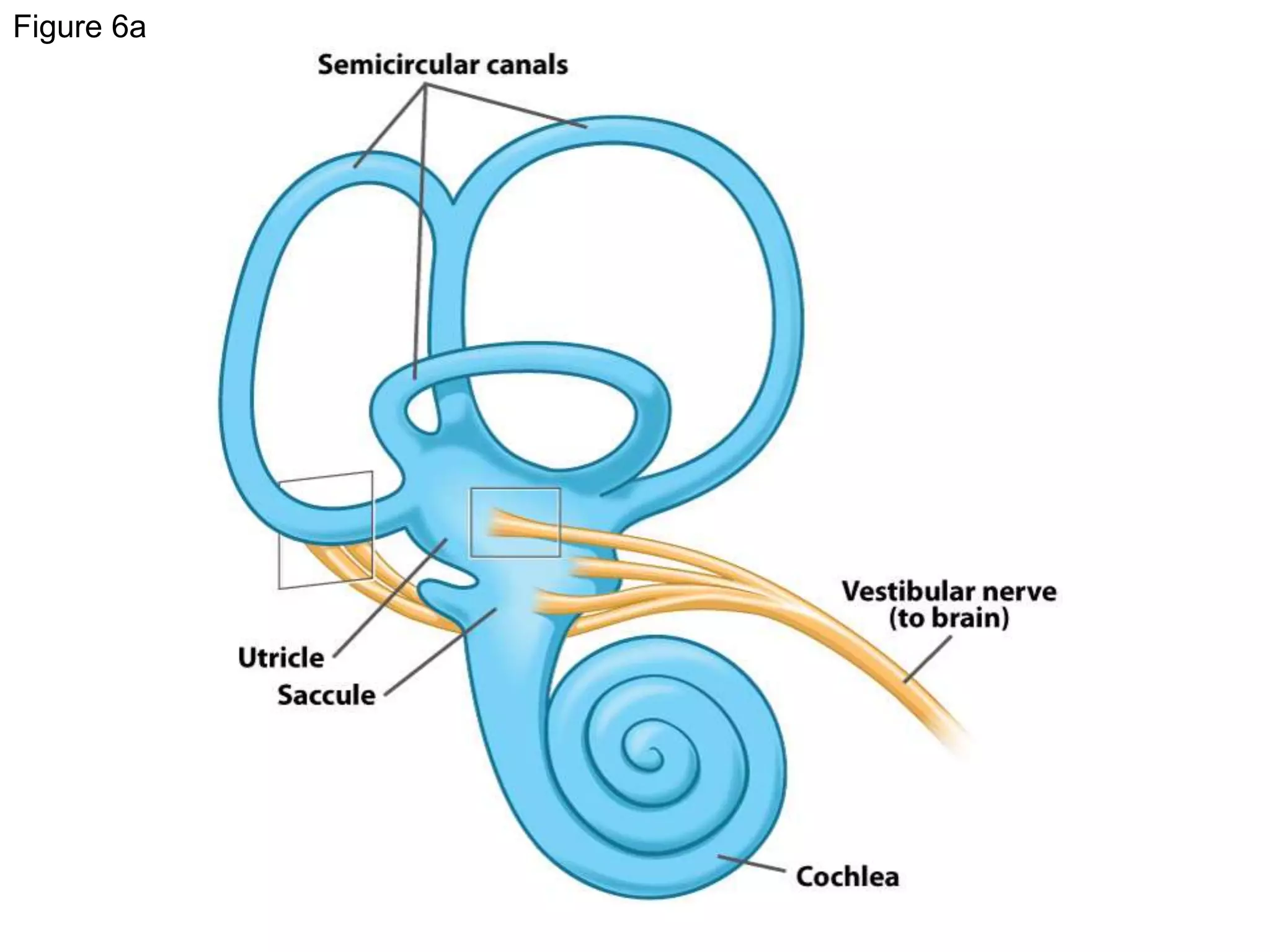 Sensory receptors animal systems | PPTX