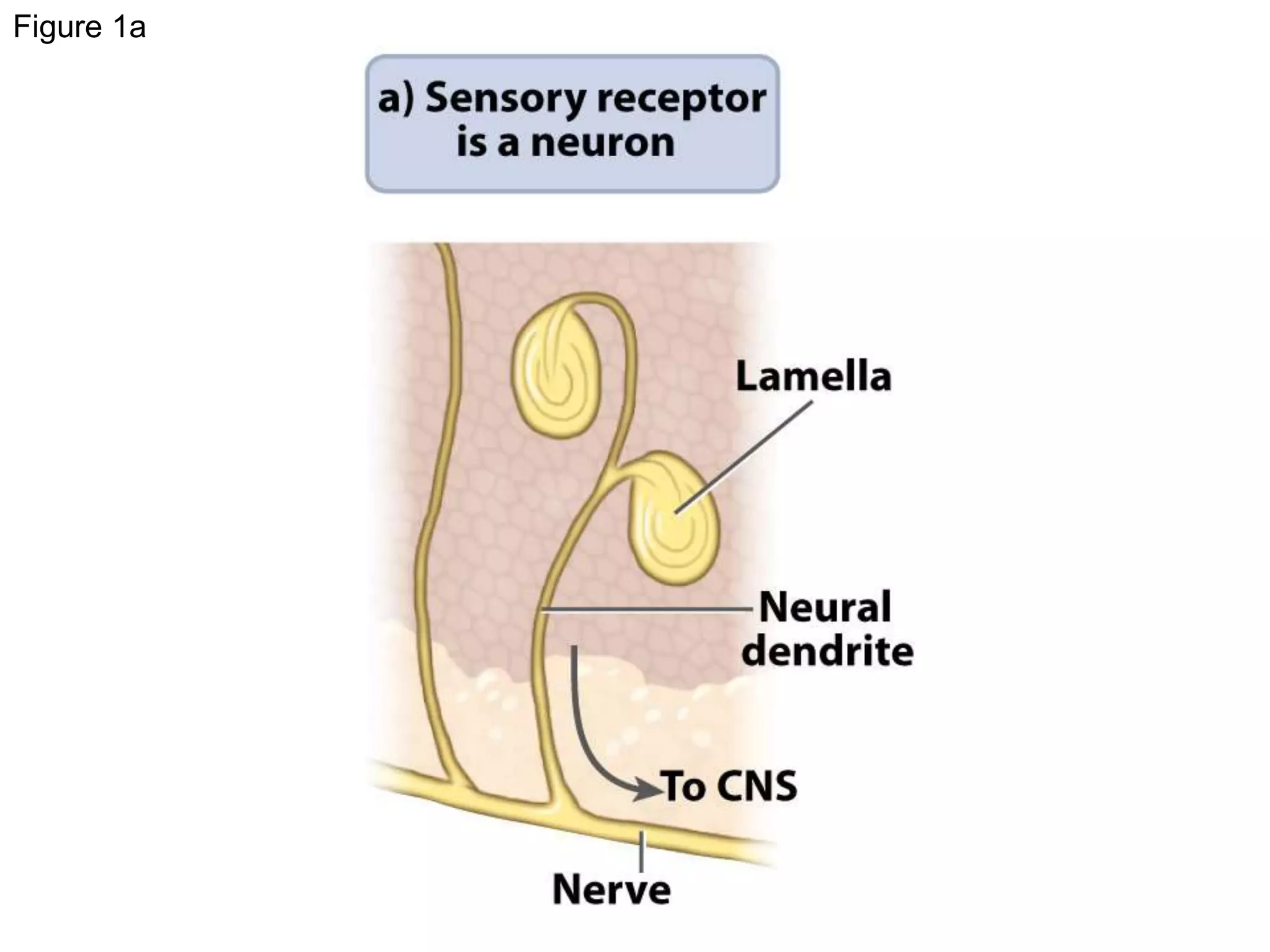 Sensory receptors animal systems | PPTX