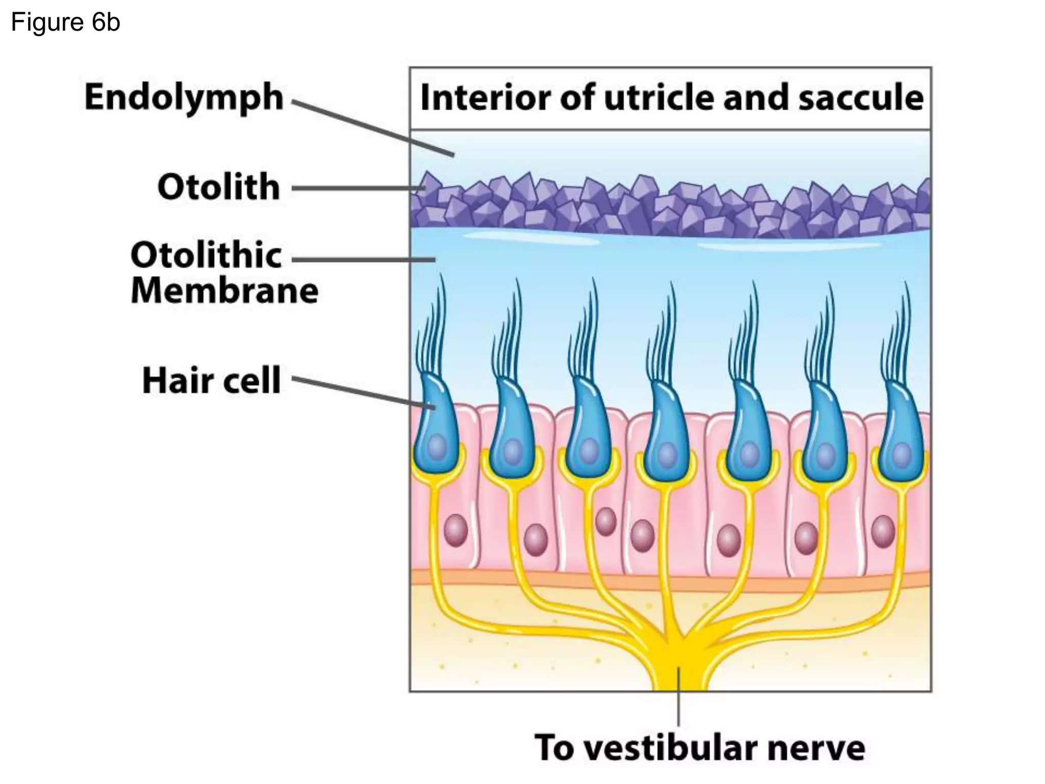 Sensory receptors animal systems | PPTX