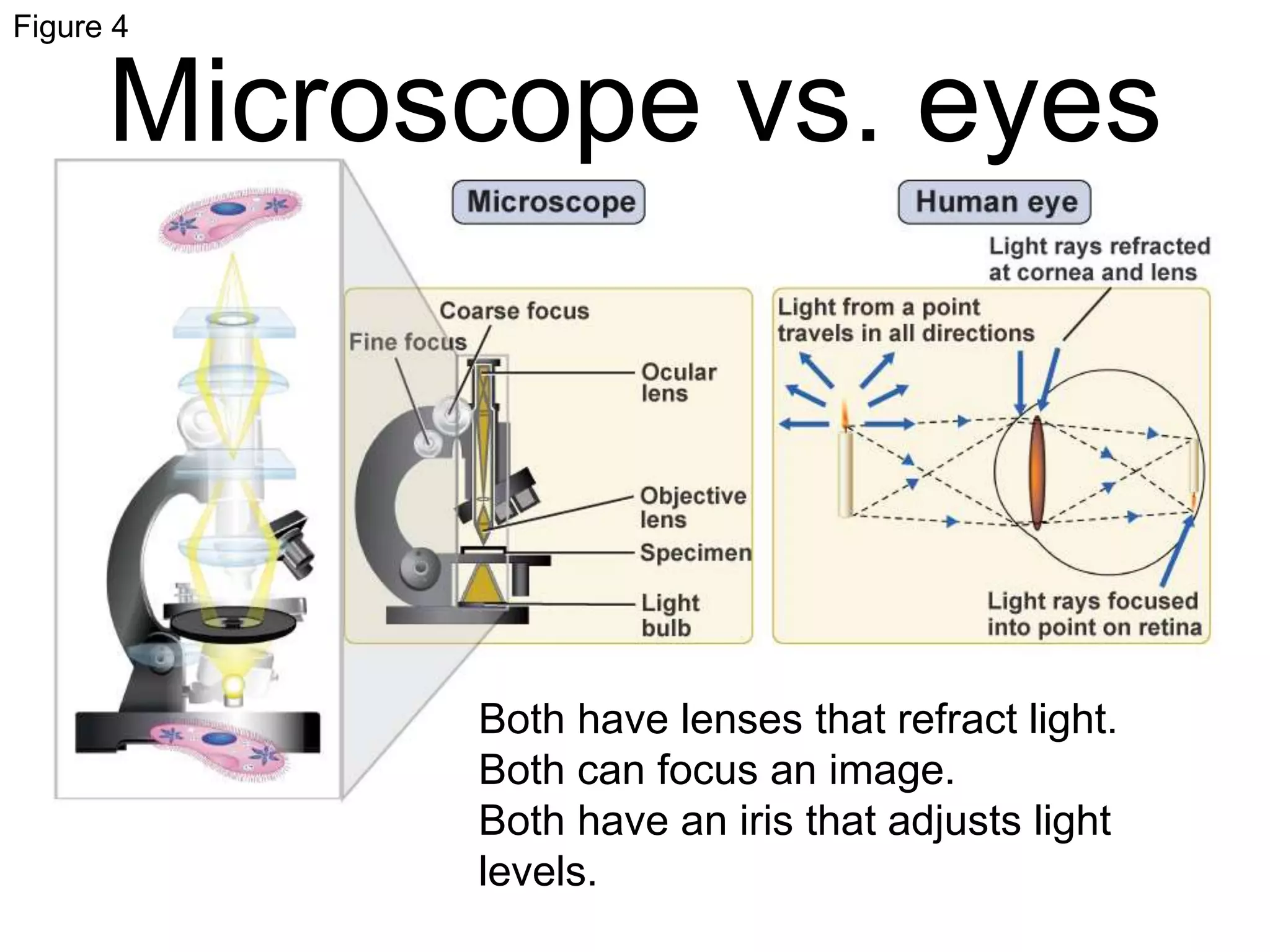 Sensory receptors animal systems | PPTX