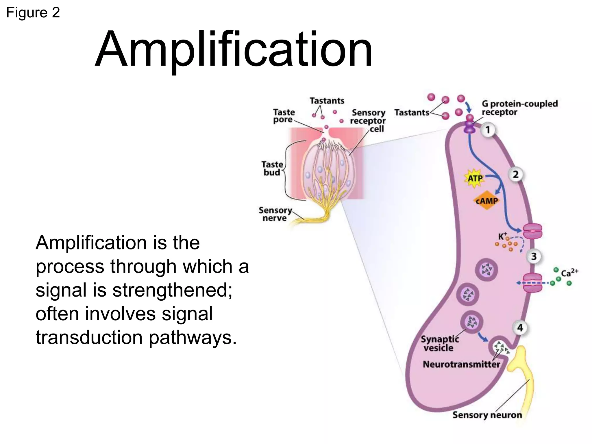 Sensory receptors animal systems | PPTX