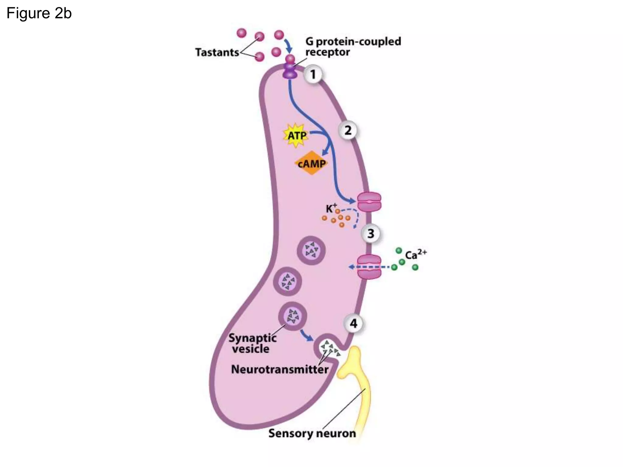Sensory receptors animal systems | PPTX