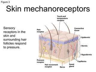 Sensory receptors animal systems | PPTX