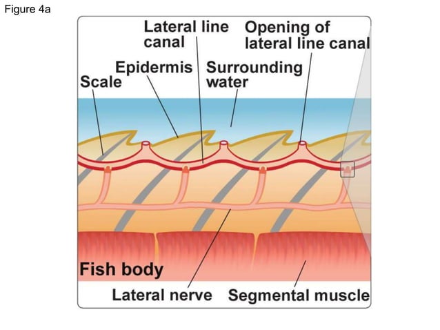 Sensory receptors animal systems | PPTX