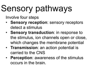 Sensory receptors animal systems | PPTX