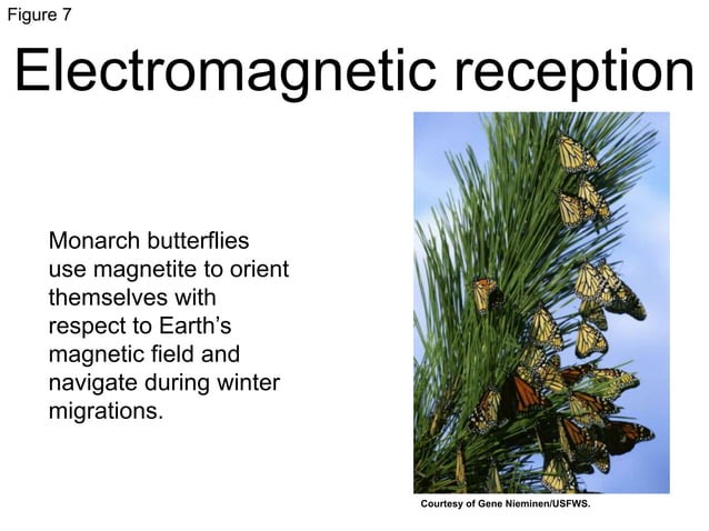 Sensory receptors animal systems | PPTX
