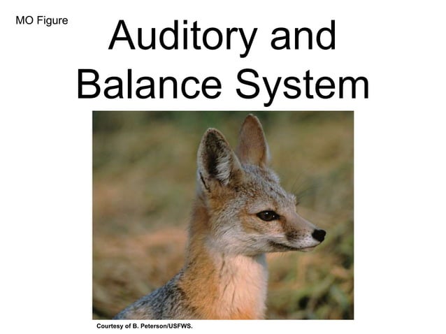 Sensory receptors animal systems | PPTX