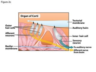 Sensory receptors animal systems | PPTX
