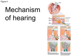 Sensory receptors animal systems | PPTX