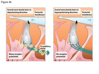 Sensory receptors animal systems | PPTX