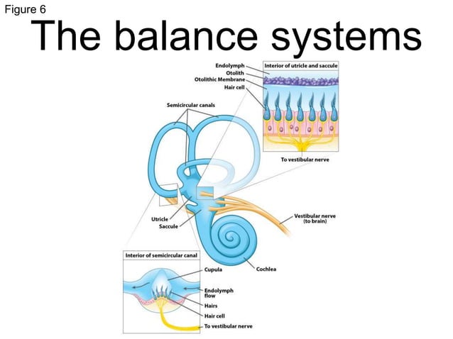 Sensory receptors animal systems | PPTX