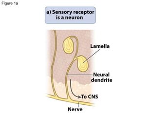 Sensory receptors animal systems | PPTX