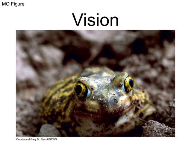 Sensory receptors animal systems | PPTX