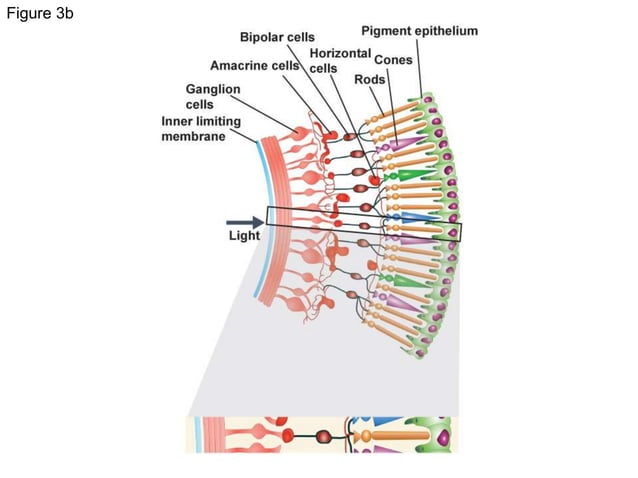 Sensory receptors animal systems | PPTX