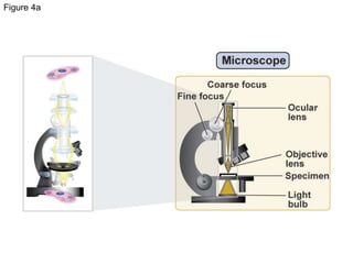 Sensory receptors animal systems | PPTX