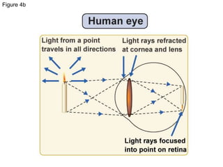 Sensory receptors animal systems | PPTX