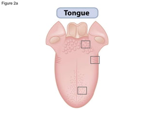 Sensory receptors animal systems | PPTX