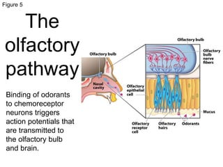 Sensory receptors animal systems | PPTX