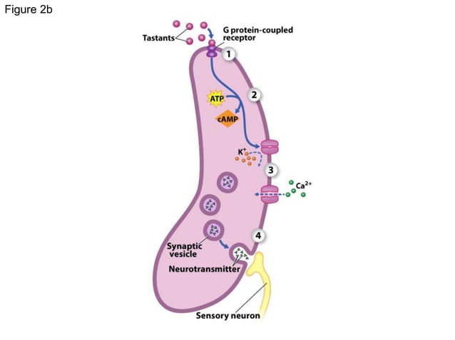 Sensory receptors animal systems | PPTX