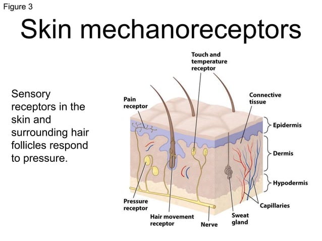 Sensory receptors animal systems