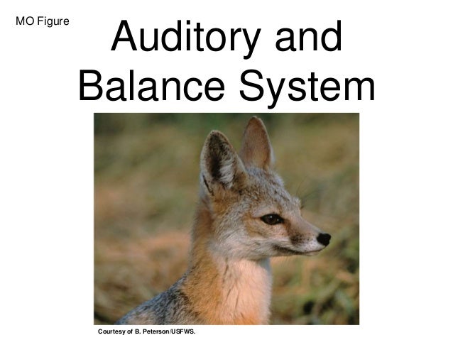 Sensory receptors animal systems