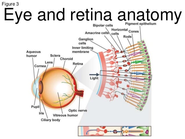 Sensory receptors animal systems