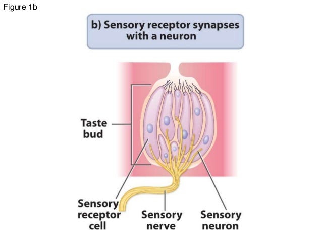 Sensory receptors animal systems
