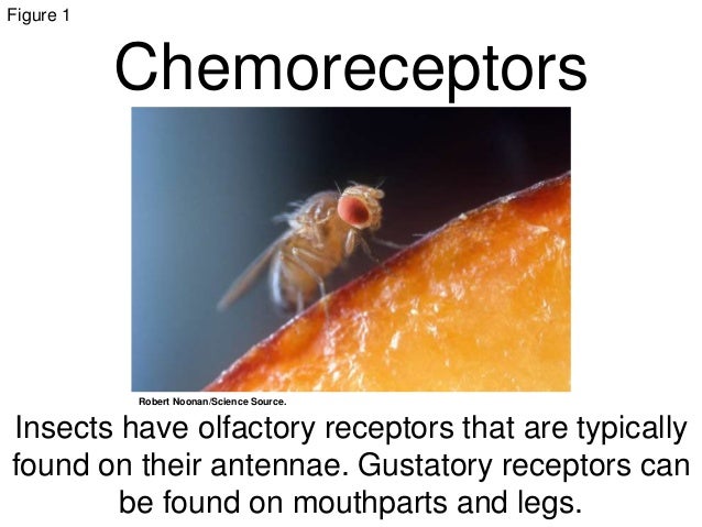 Sensory receptors animal systems