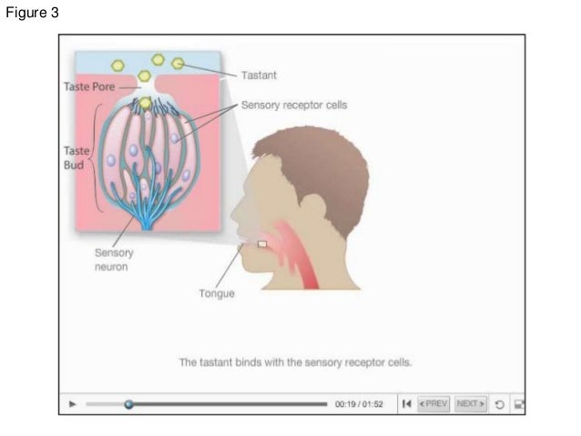 Sensory receptors animal systems