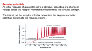 Sensory Receptors Physiology- A detailed review | PPTX