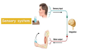 Sensory Receptors Physiology- A detailed review | PPTX