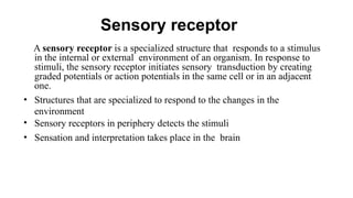 Sensory Receptors Physiology- A detailed review | PPTX
