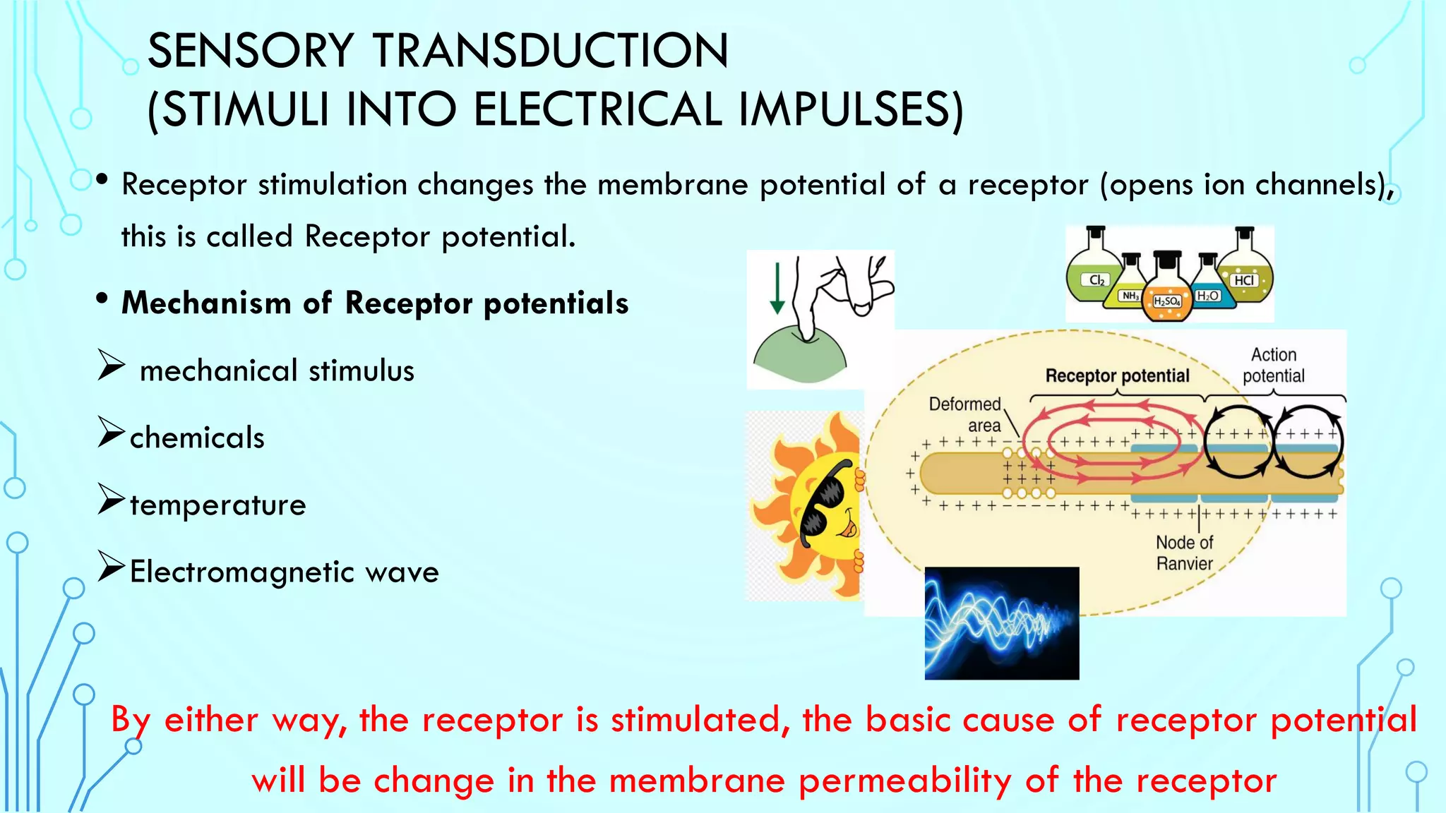 Sensory Receptors 2023 (2).pdf