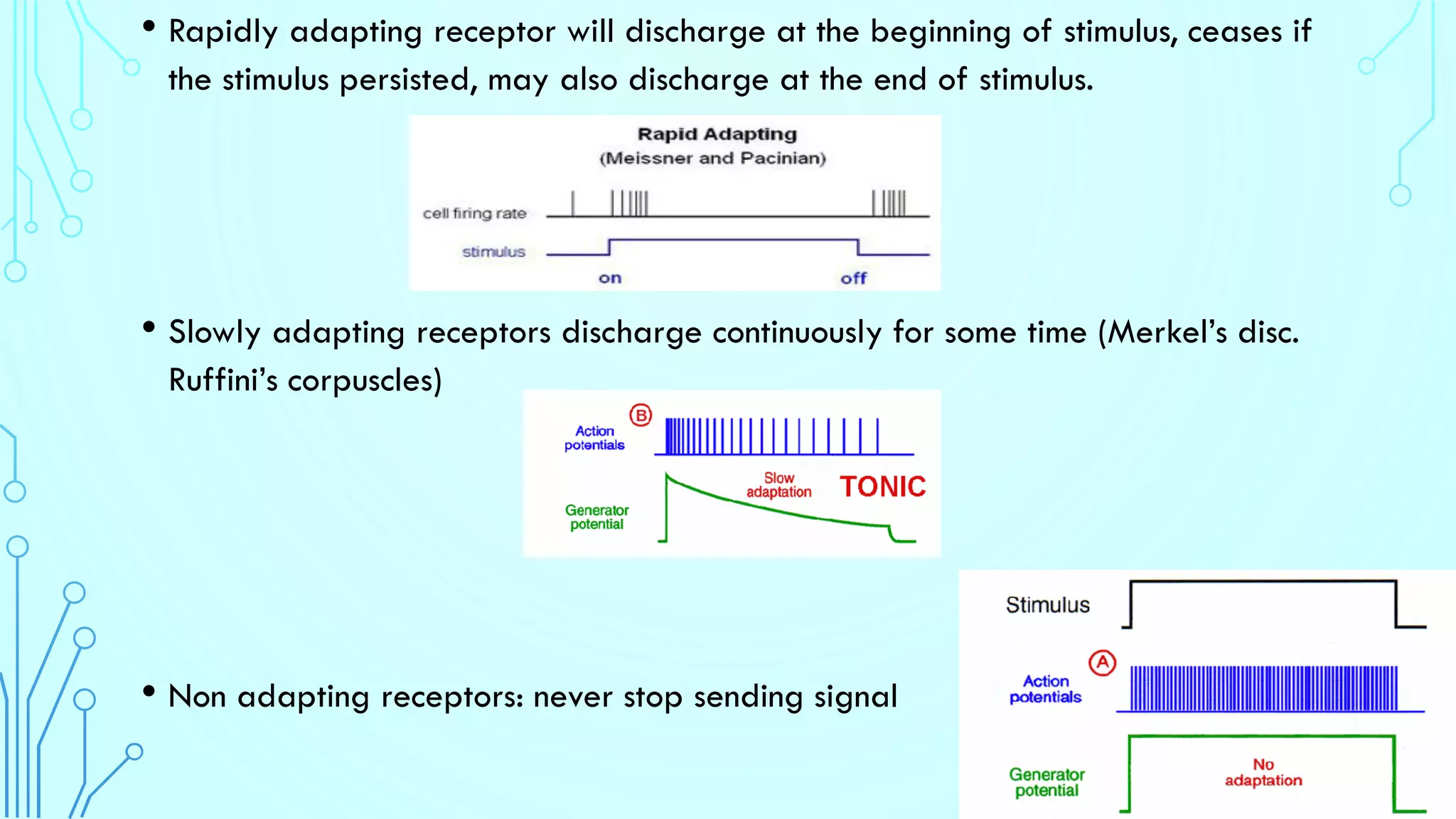 Sensory Receptors 2023 (2).pdf
